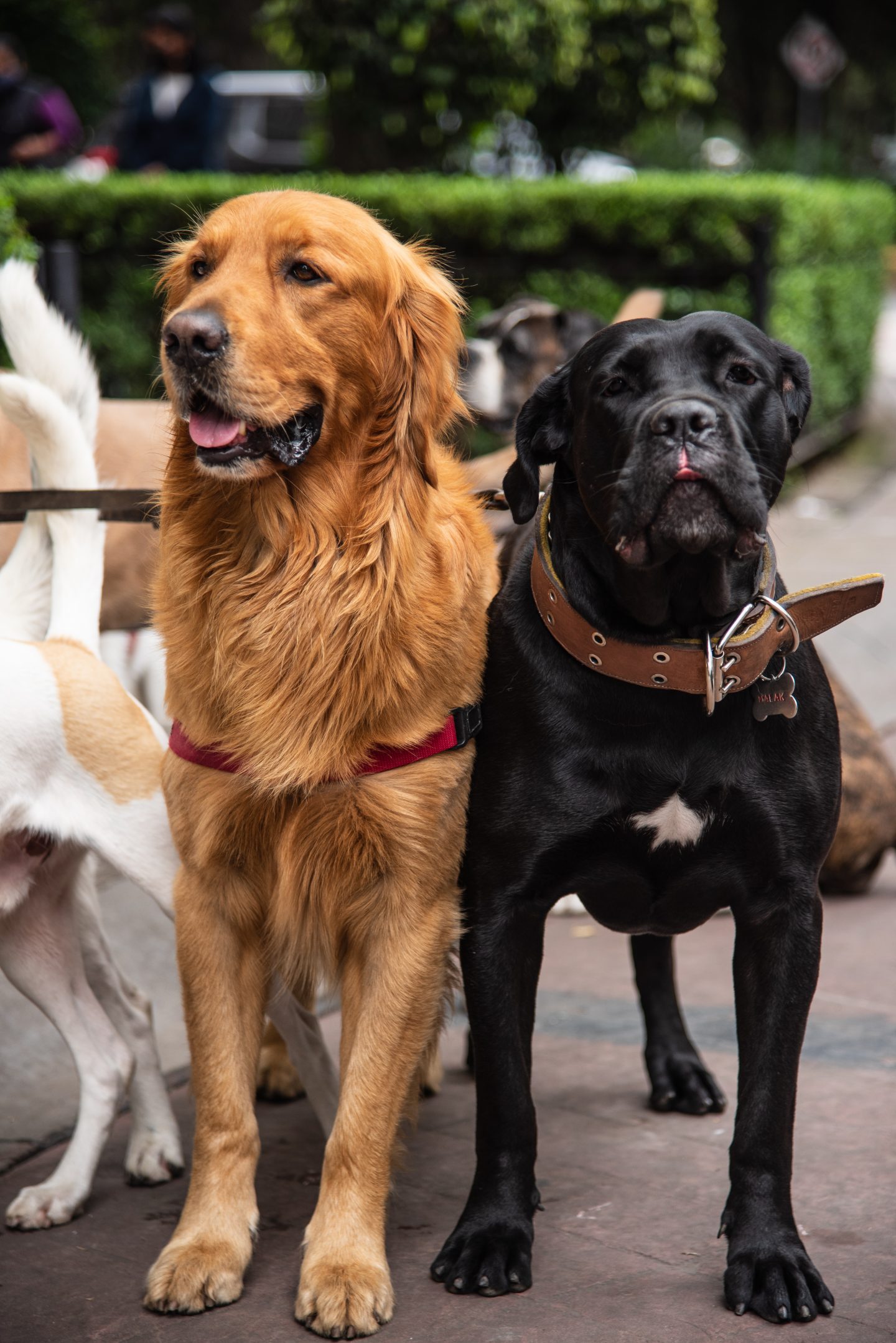 Dogs of South America - cultursmag