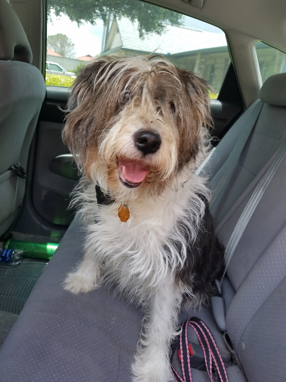 Life In Slow Motion: Lessons From A TCK’s First Pet On Moments And Memories (Part 2 of 2 ...